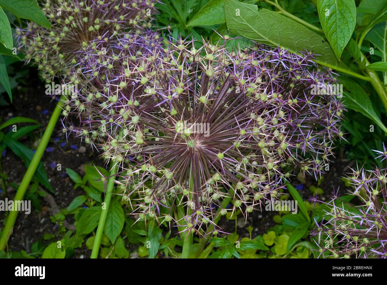 Close up image of an Allium-Cristophii or star of persia plant Stock ...