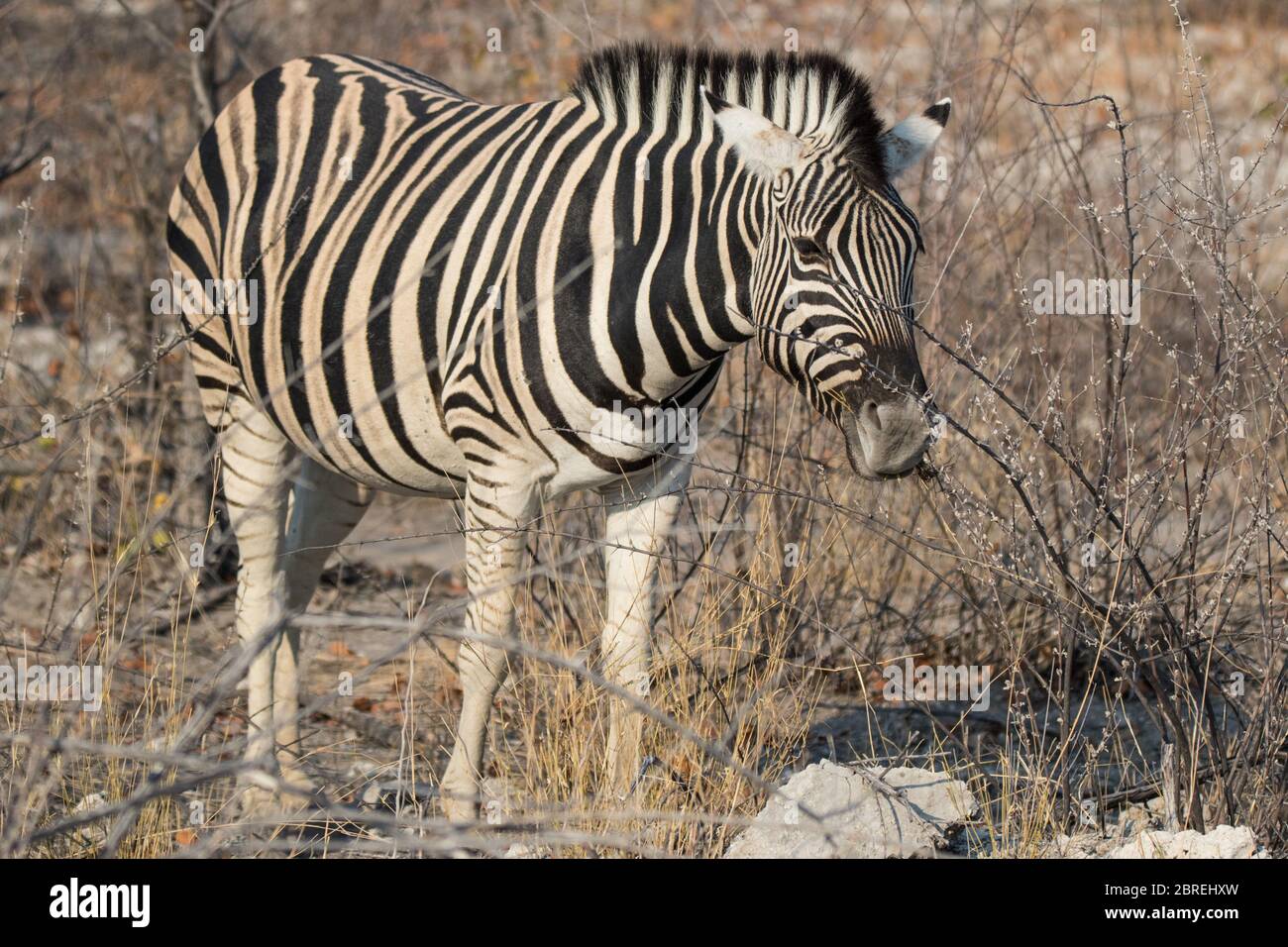 Closeup portrait of striped zebra with smart big black eyes on African ...
