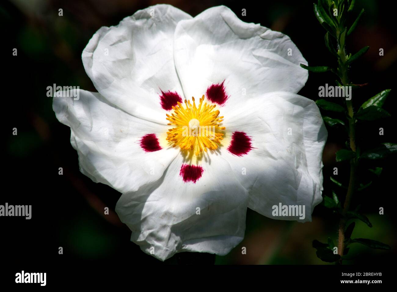 Cistus plants hi-res stock photography and images - Alamy