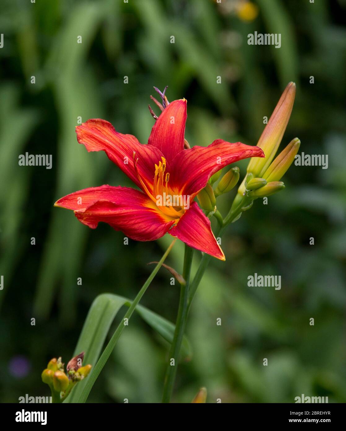 Crocosmia flower hi-res stock photography and images - Alamy