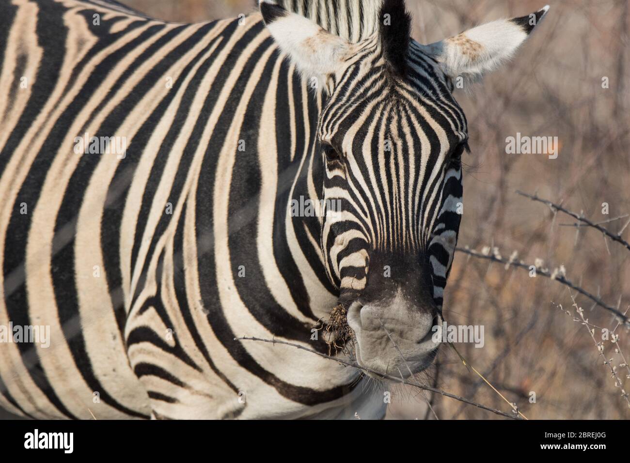 Closeup portrait of striped zebra with smart big black eyes on African ...