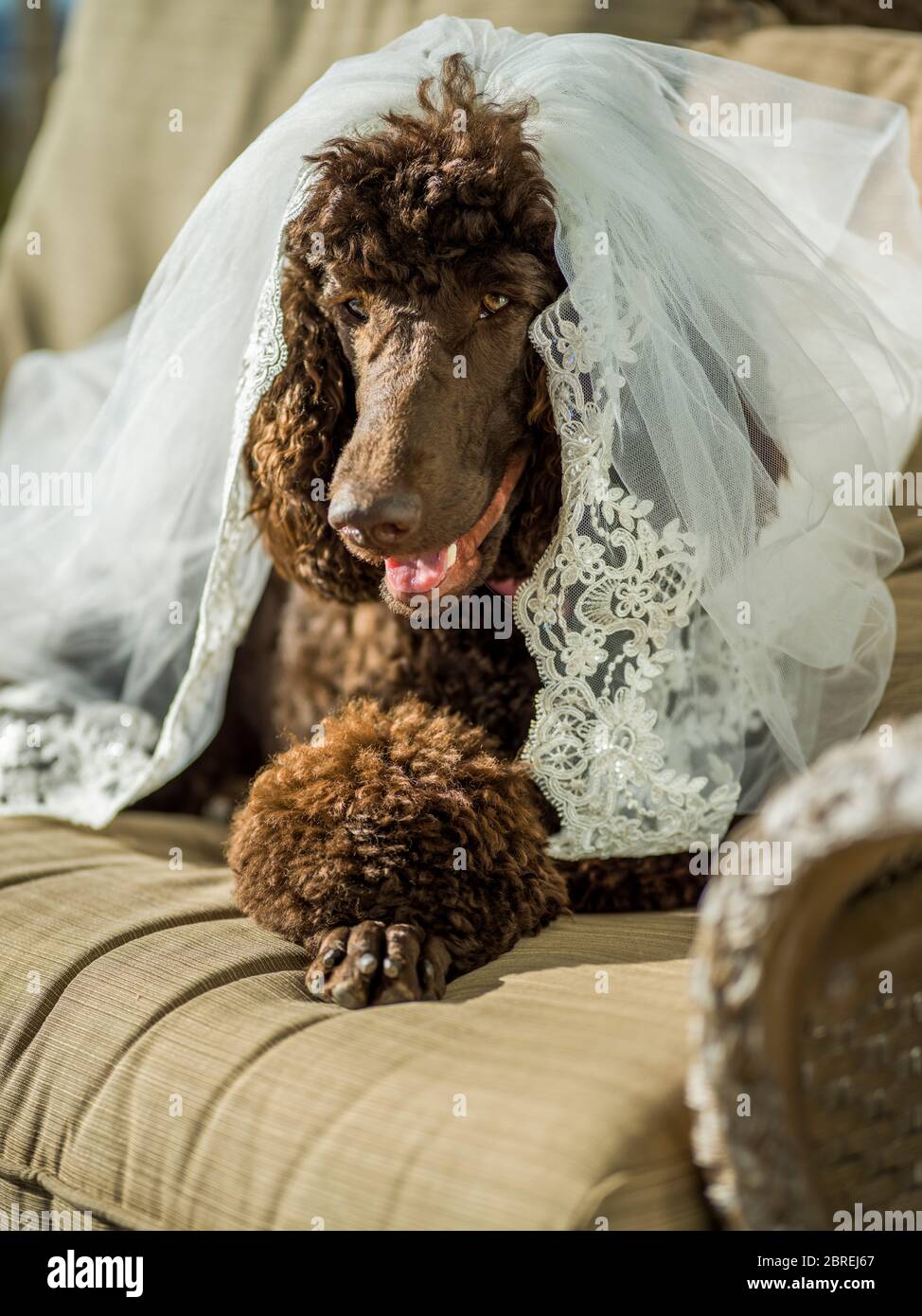 Cute dog dressed as maid of honor Stock Photo - Alamy