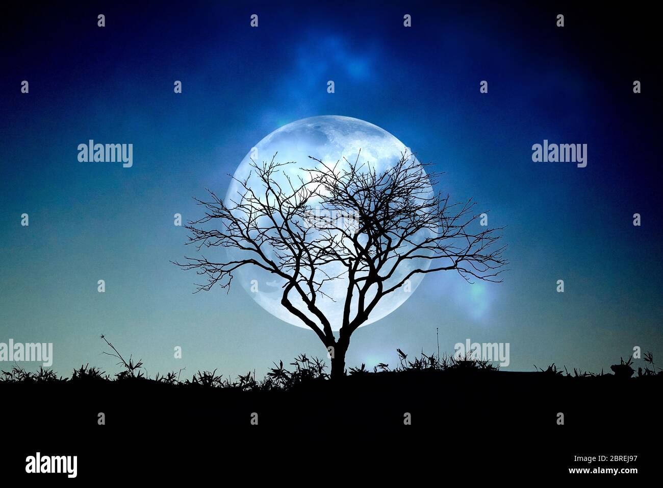 Dead Tree in Night Sky Stock Photo - Alamy