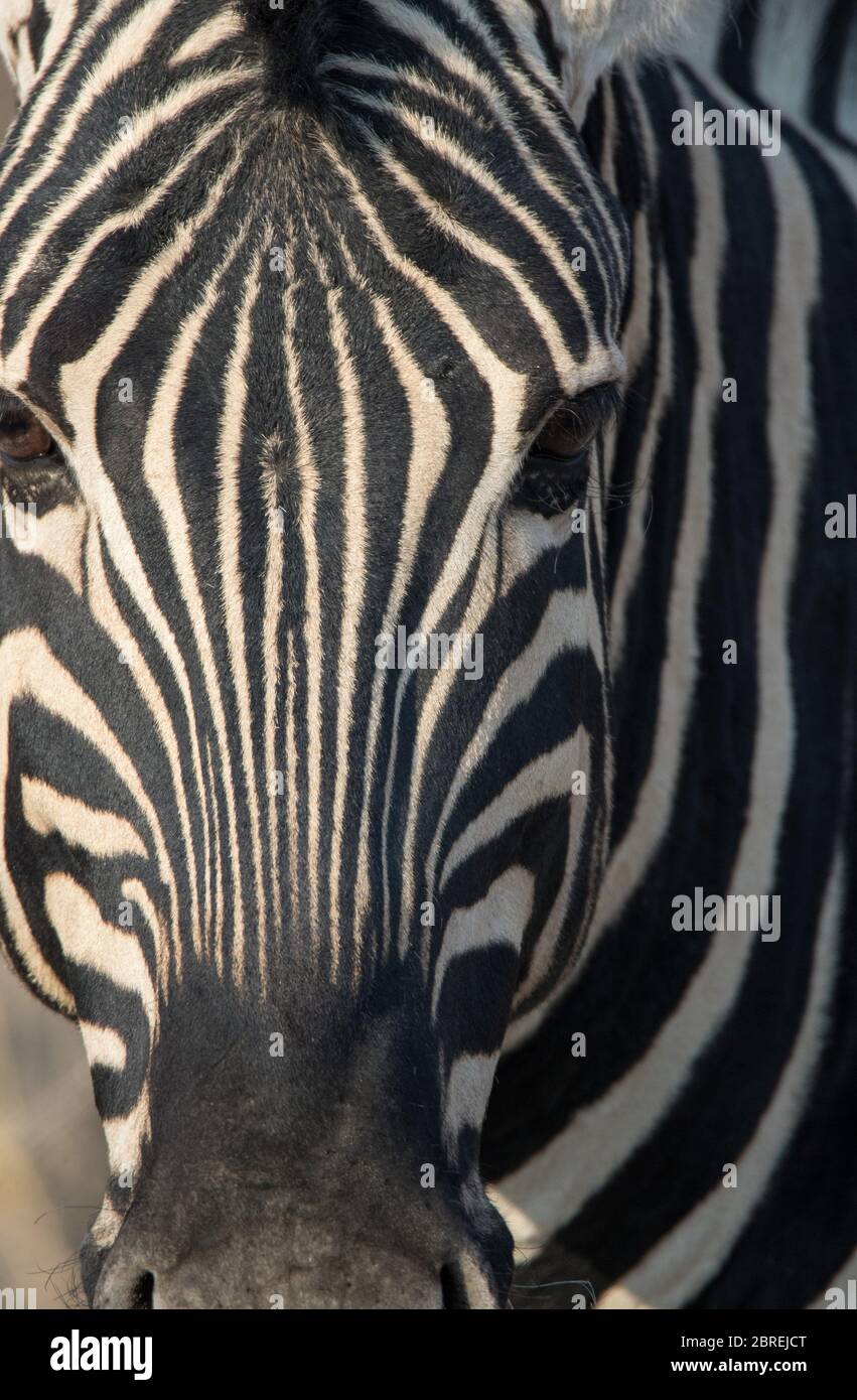 Closeup portrait of striped zebra with smart big black eyes on African ...