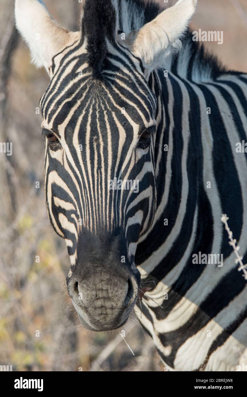 Closeup portrait of striped zebra with smart big black eyes on African ...