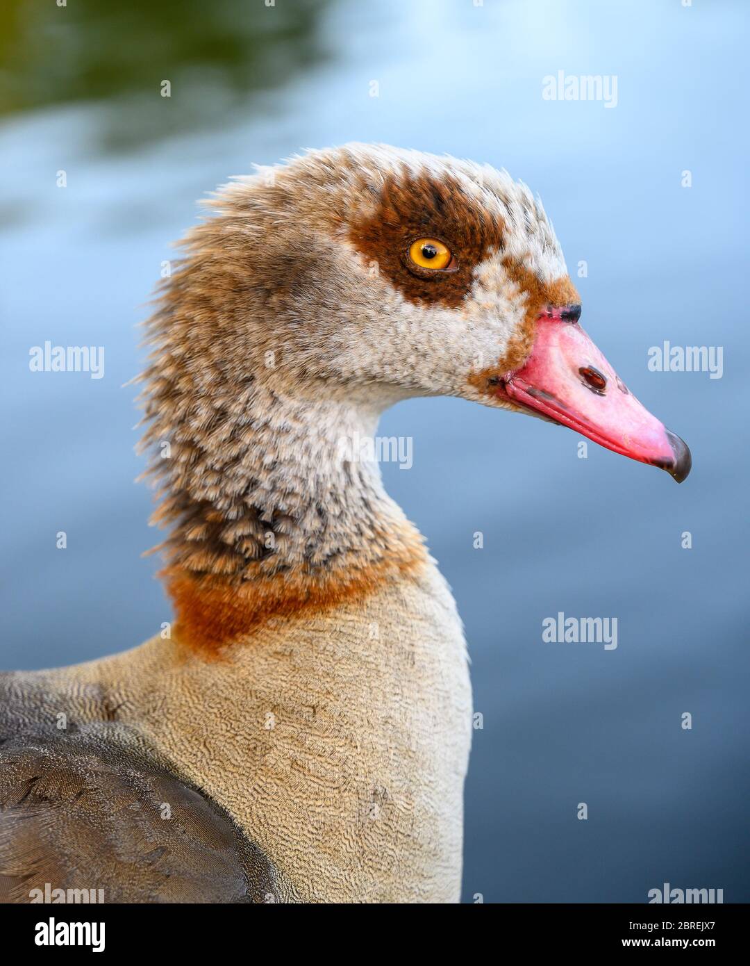 Egyptian goose (Alopochen aegyptiaca) in Kelsey Park, Beckenham, Kent ...