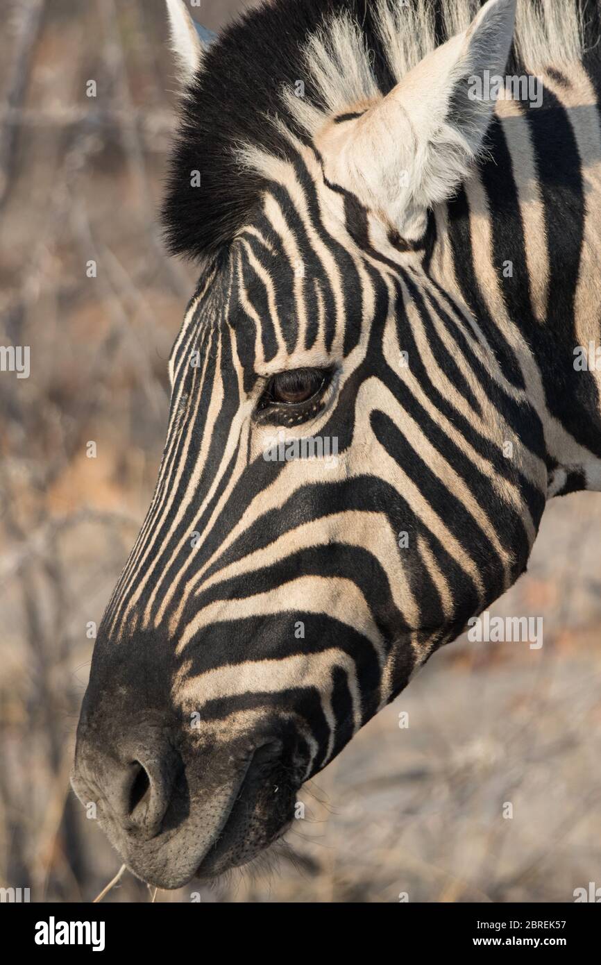 Zebra chewing grass hi-res stock photography and images - Alamy