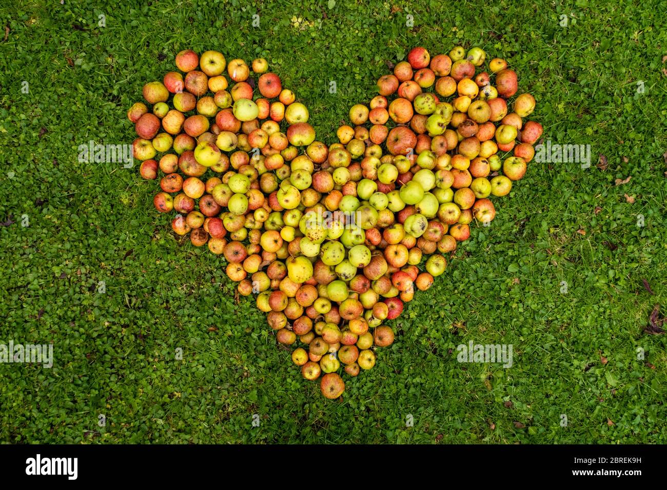 Gree apple hi-res stock photography and images - Alamy