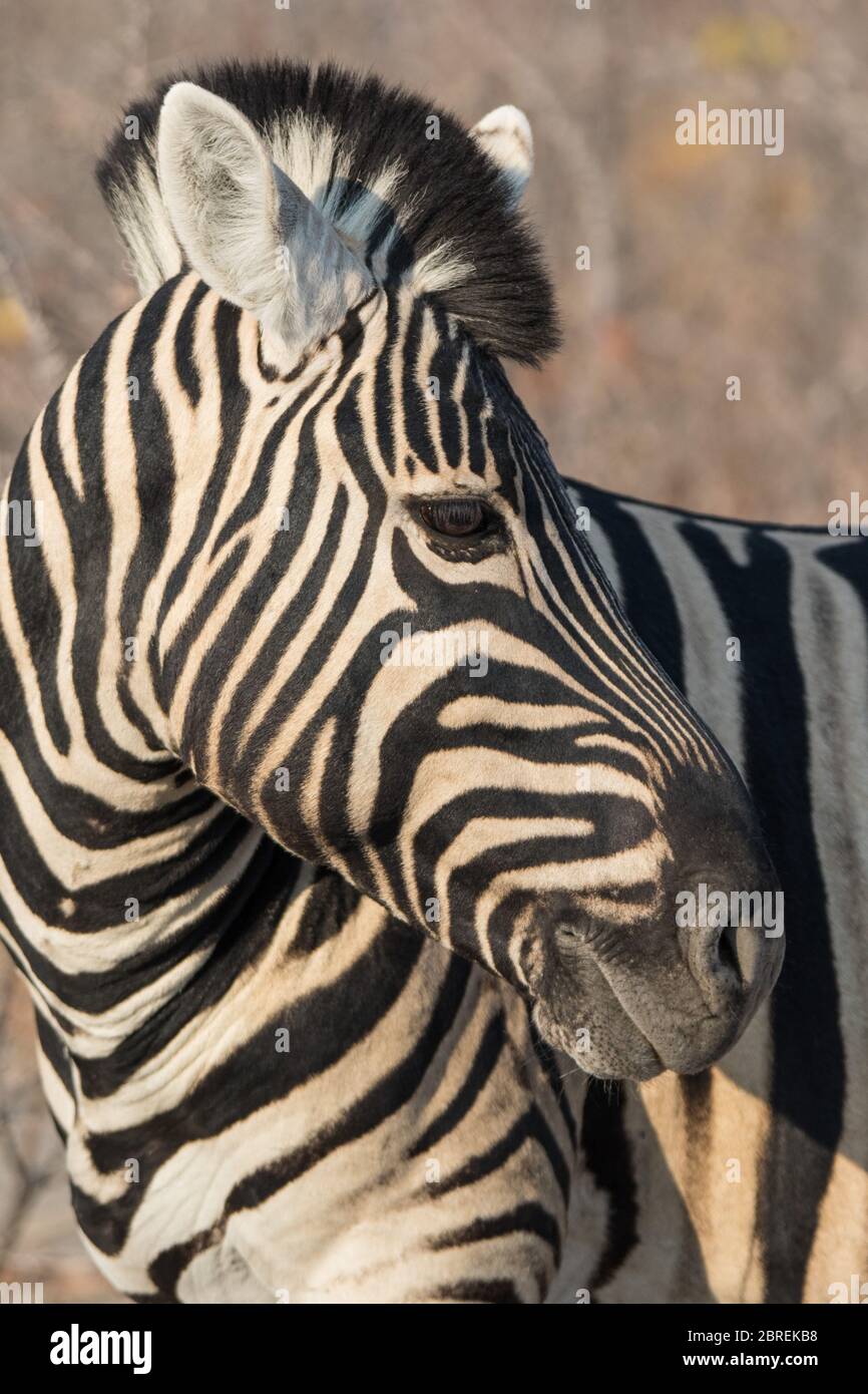 Closeup portrait of striped zebra with smart big black eyes on African ...