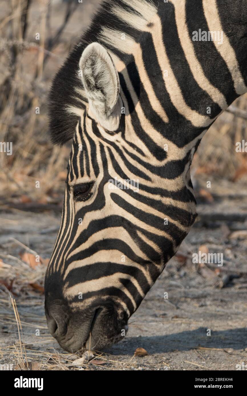 Closeup portrait of striped zebra with smart big black eyes on African ...