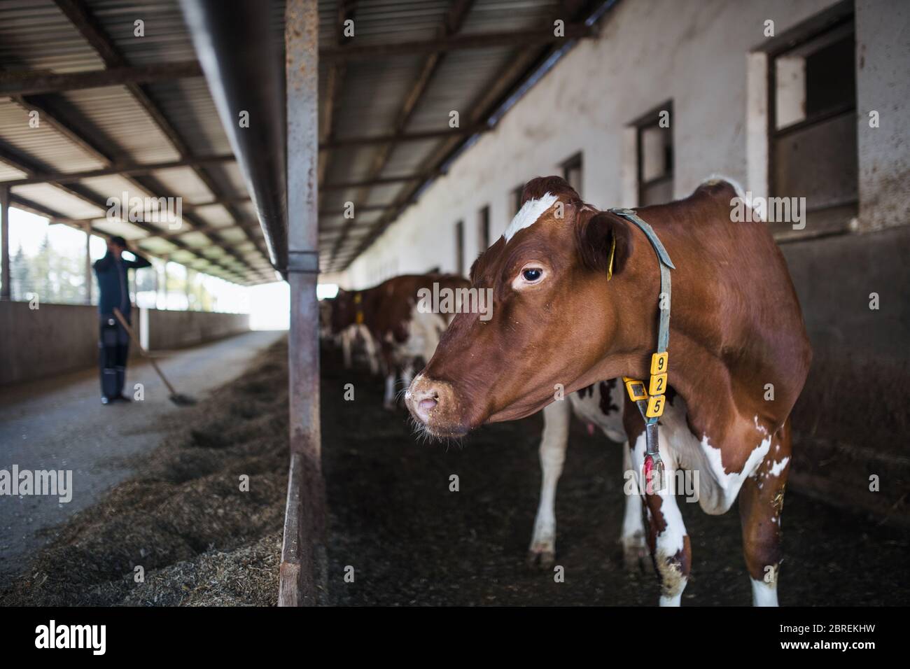 Cows on a diary farm, agriculture industry Stock Photo - Alamy