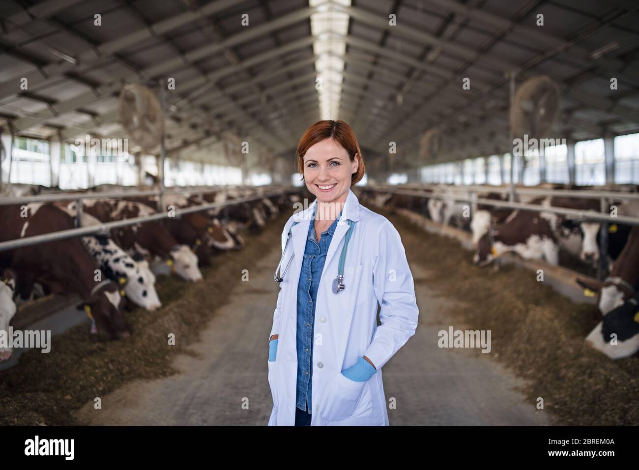Woman veterinary doctor standing on diary farm, agriculture industry ...
