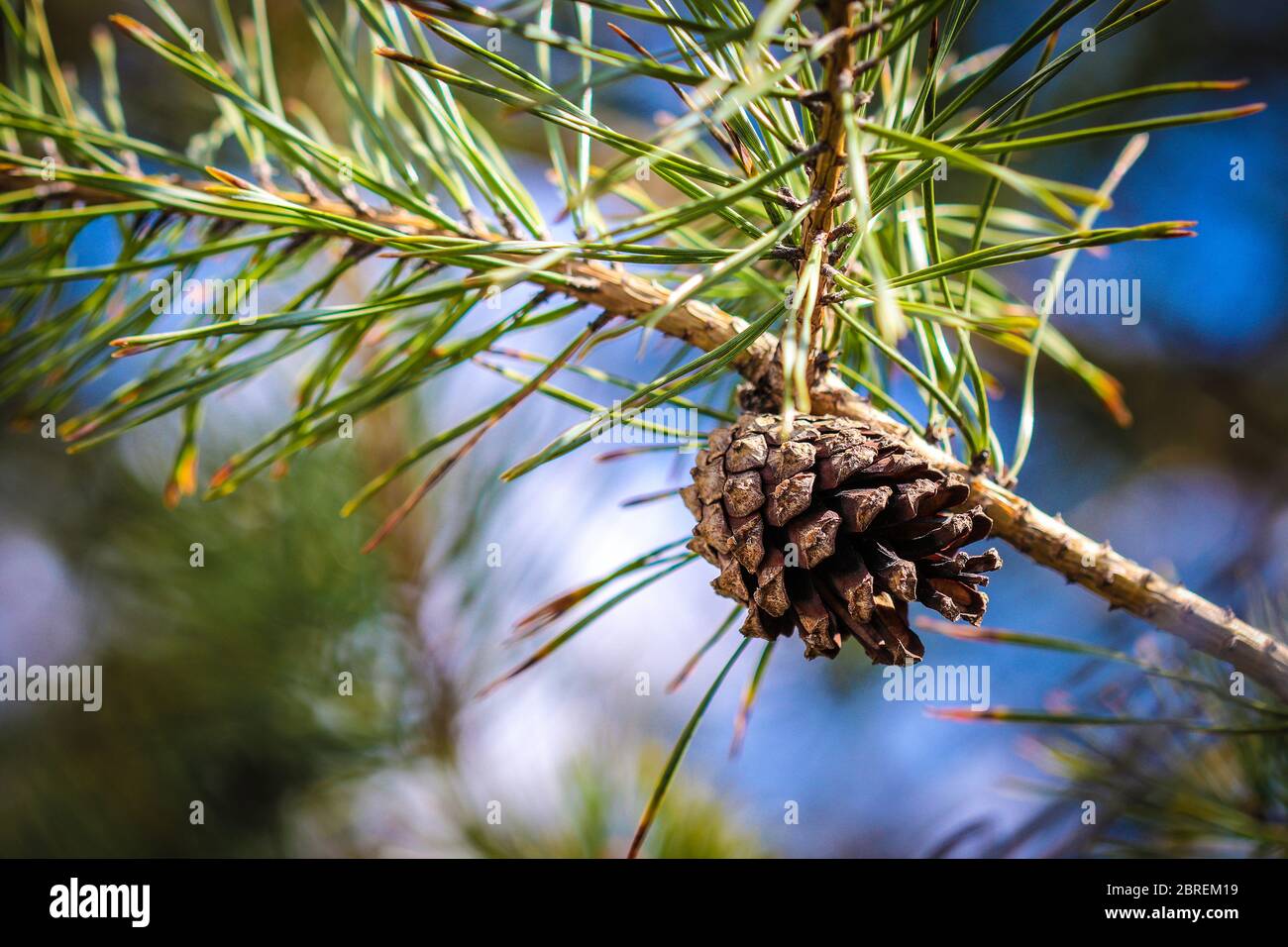 Coniferous tree hi-res stock photography and images - Alamy