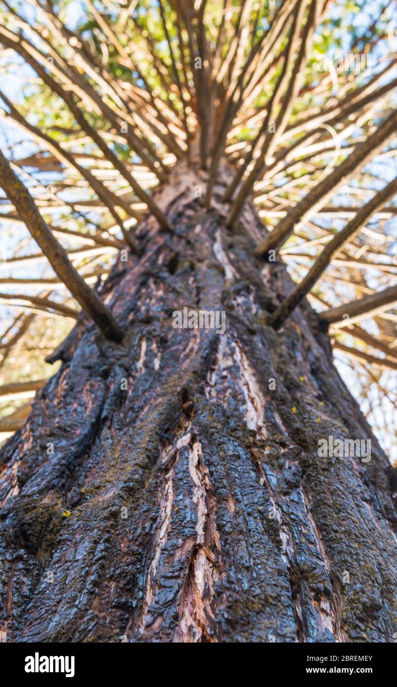 view under the tree,look up to the tree Stock Photo - Alamy