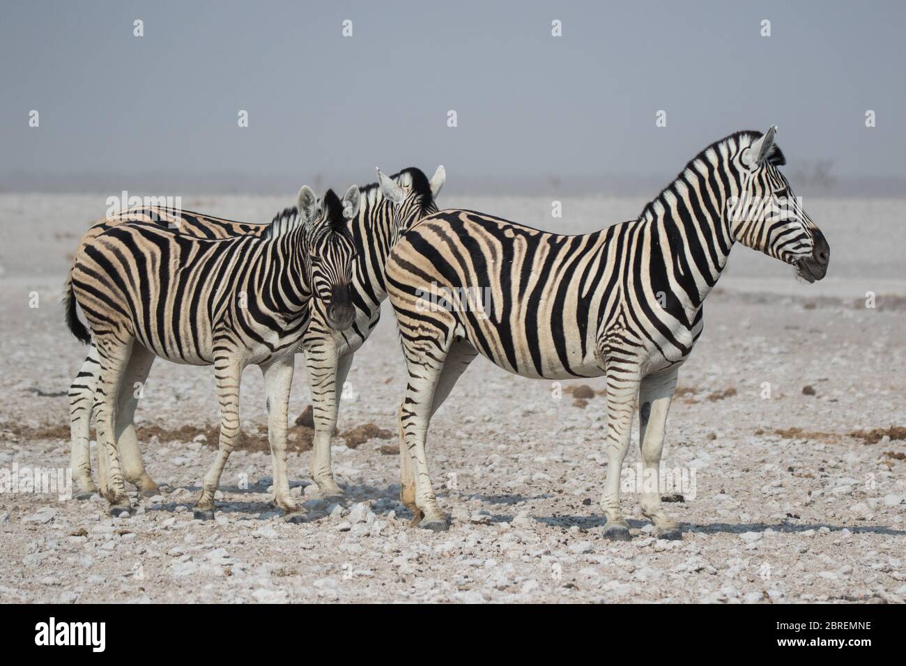 Herd of striped zebras with curious muzzles on African savanna in dry ...