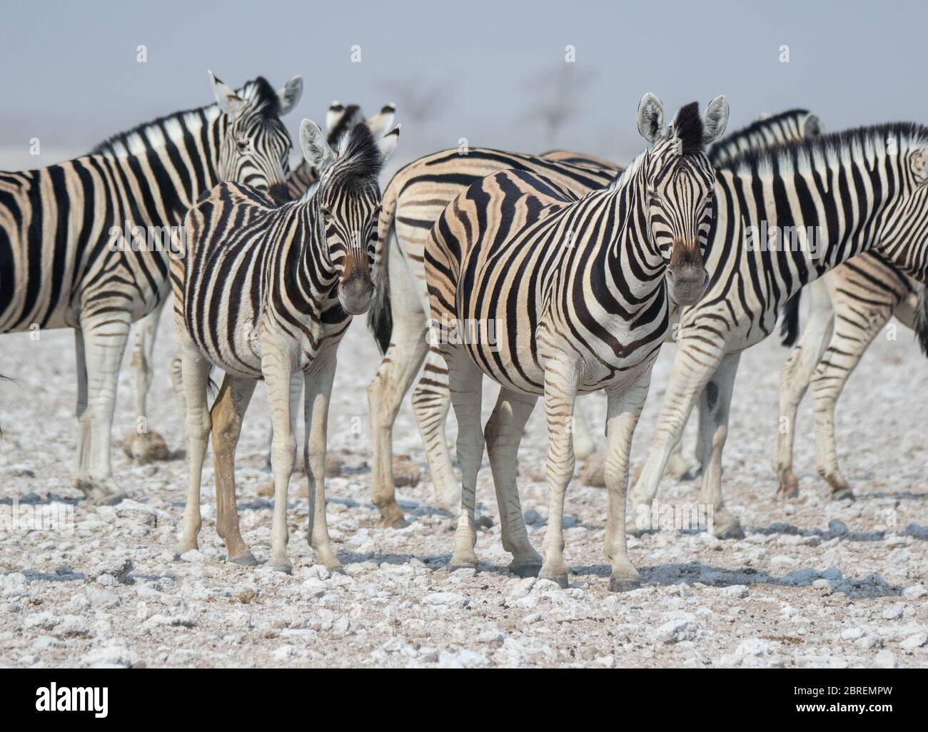 Herd of striped zebras with curious muzzles on African savanna in dry ...