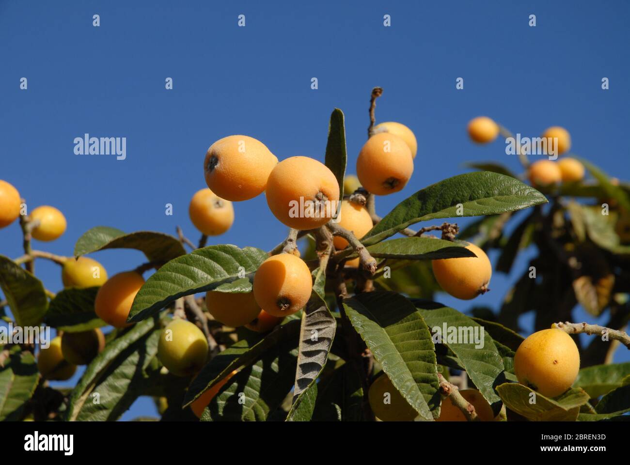 Loquat medlar fruit hi-res stock photography and images - Alamy