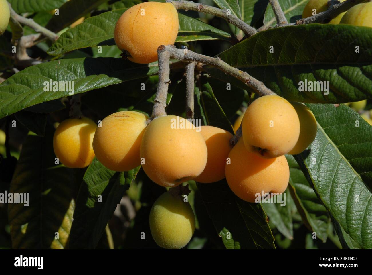 Loquat medlar fruit hi-res stock photography and images - Alamy