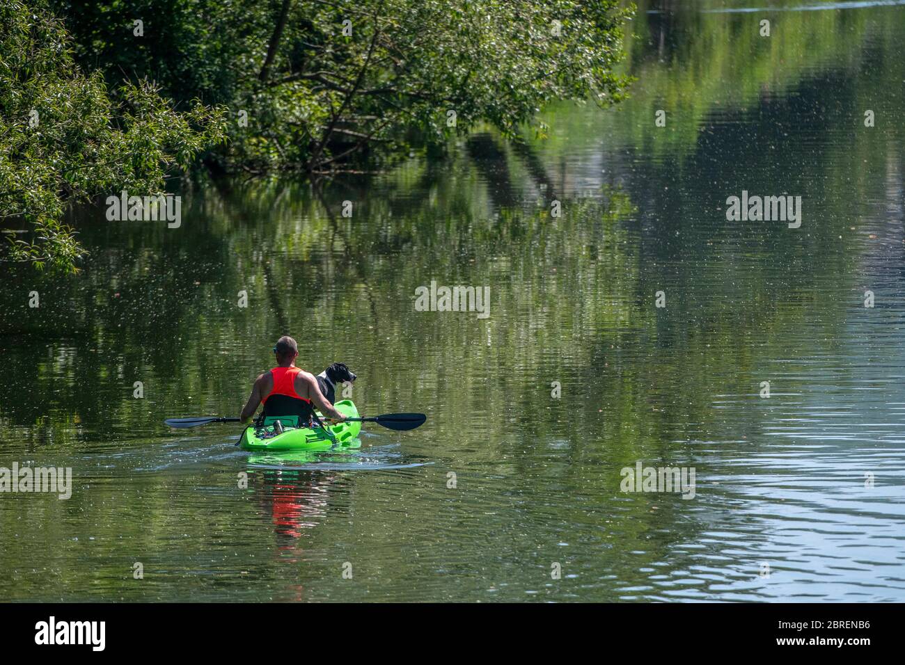 A man and his dog kayak on the river Avon at Batheaston near Bath in ...