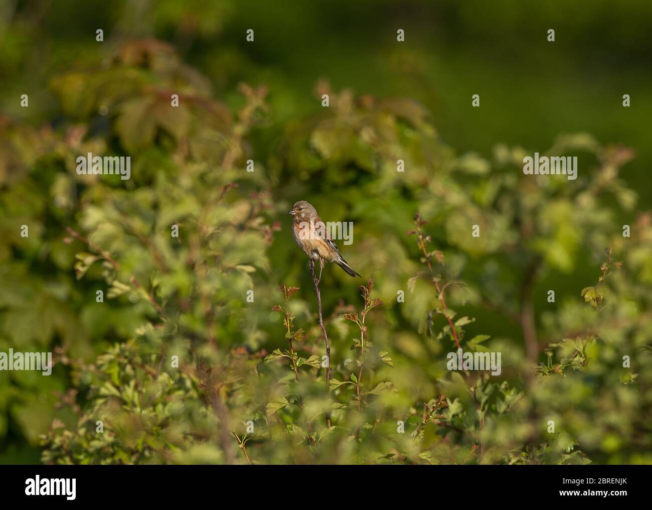 Linnet in great britain hi-res stock photography and images - Alamy