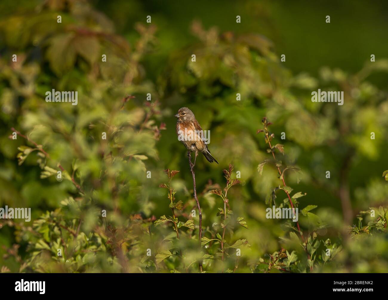 Linnet in great britain hi-res stock photography and images - Alamy