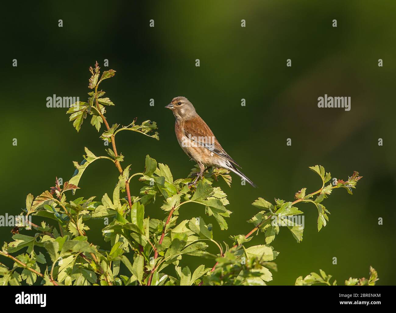 Linnet in great britain hi-res stock photography and images - Alamy