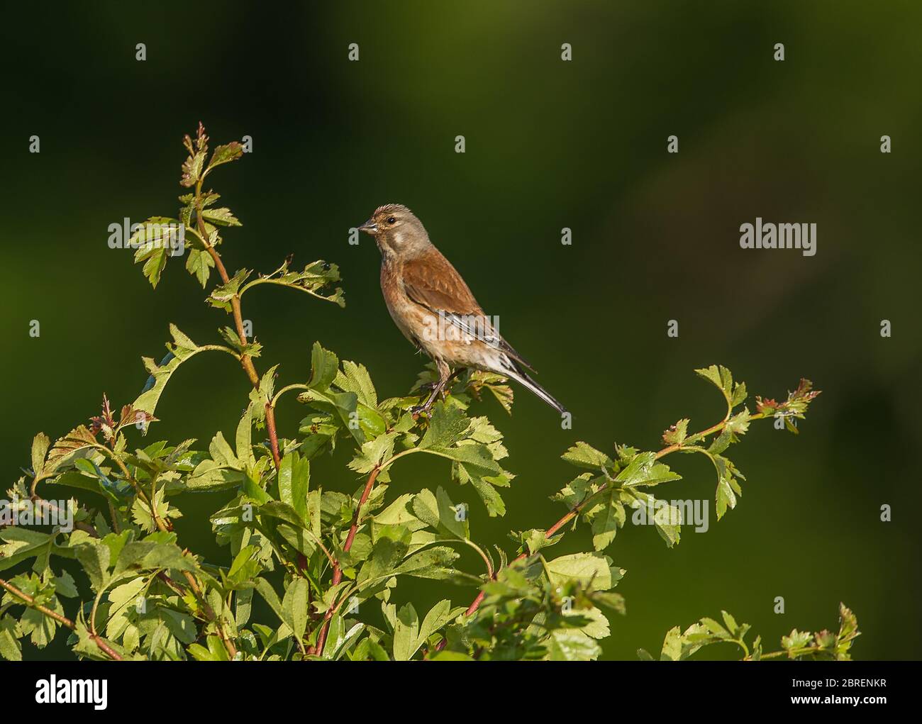Linnet in great britain hi-res stock photography and images - Alamy
