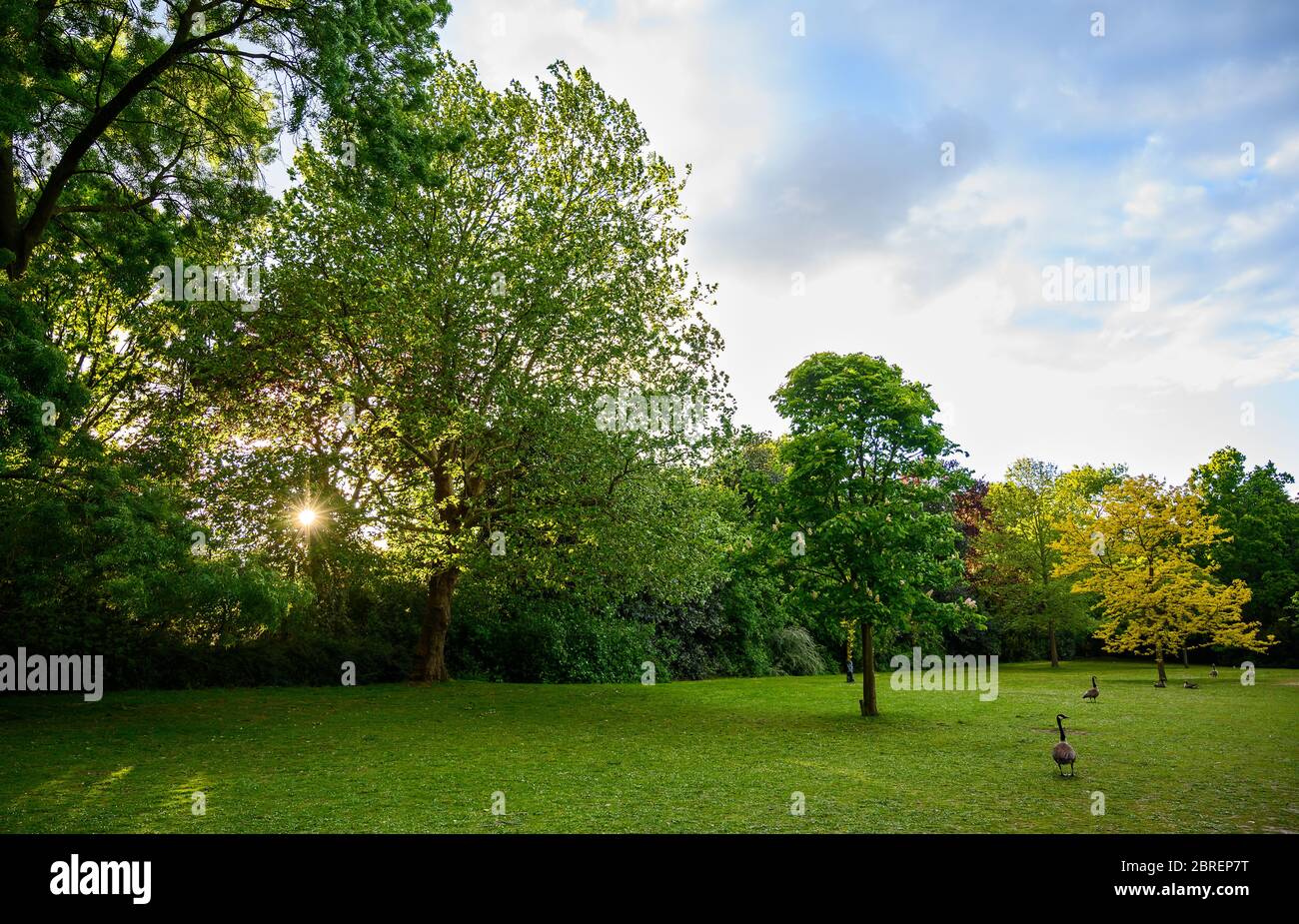 Geese in Kelsey Park, Beckenham, London. Geese with trees in the park ...