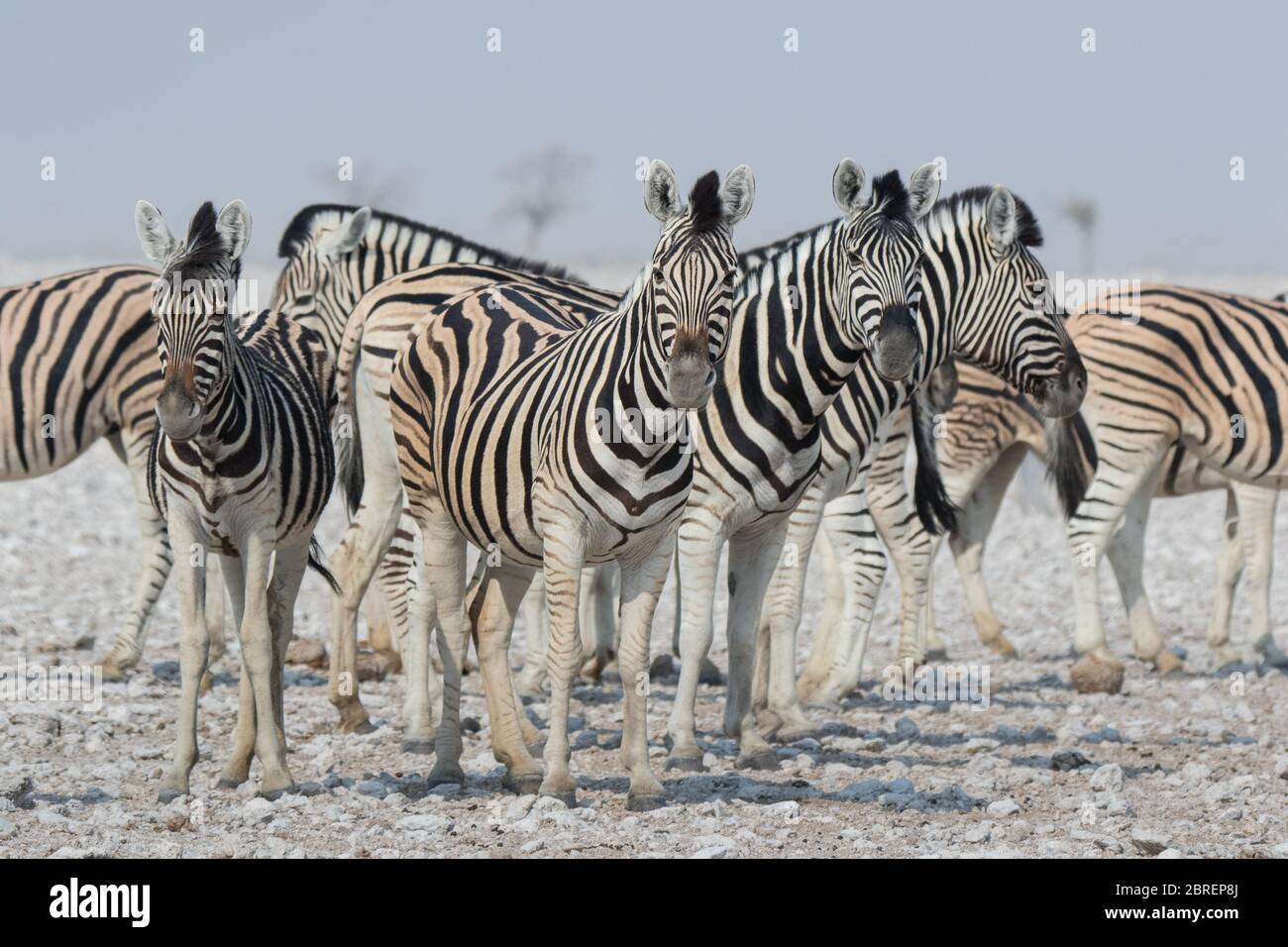 Herd of striped zebras with curious muzzles on African savanna in dry ...