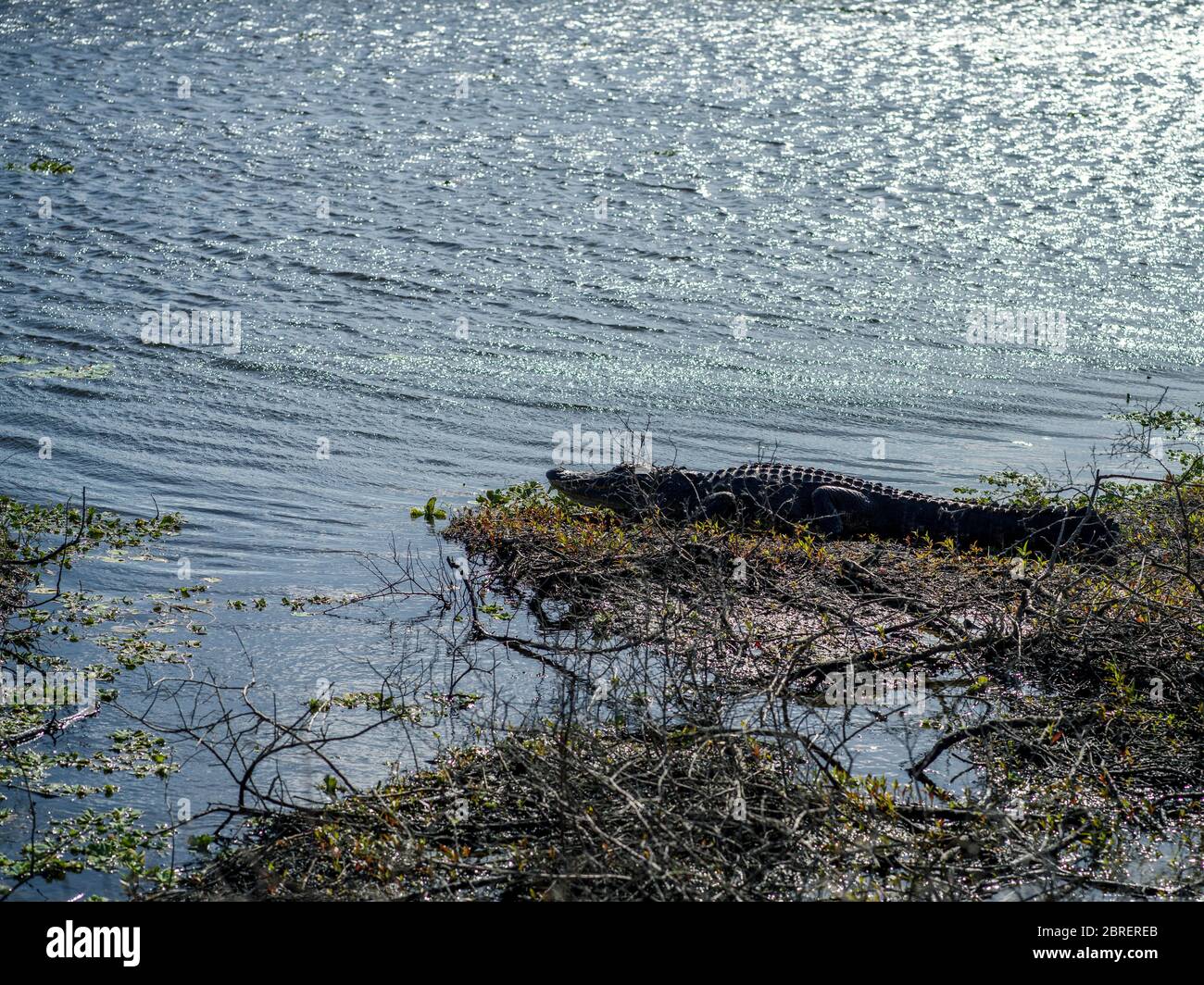 Alligator on a river beach Stock Photo - Alamy