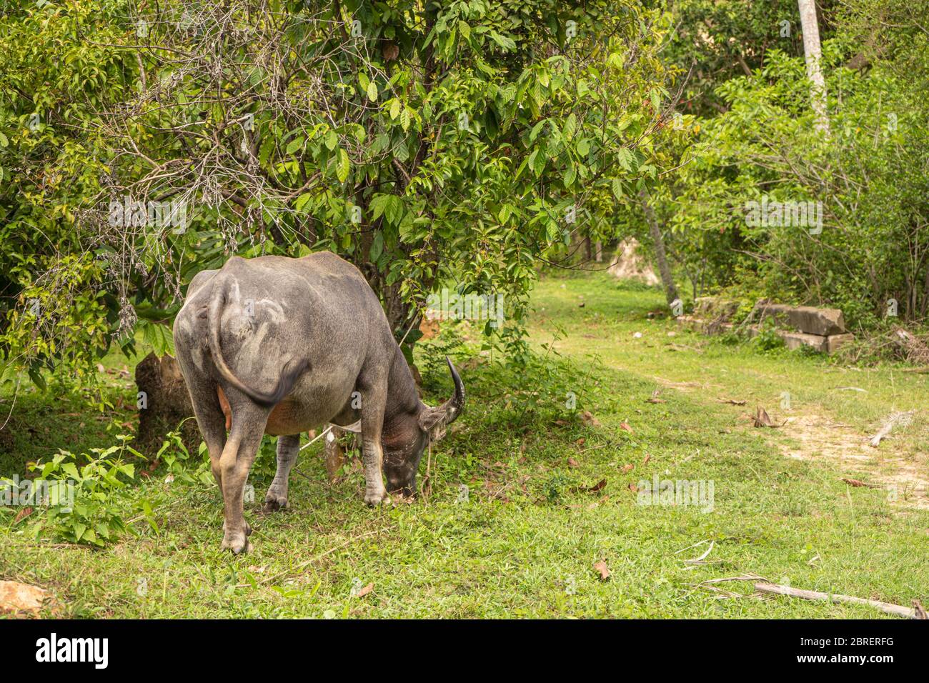 Albino bison hi-res stock photography and images - Alamy