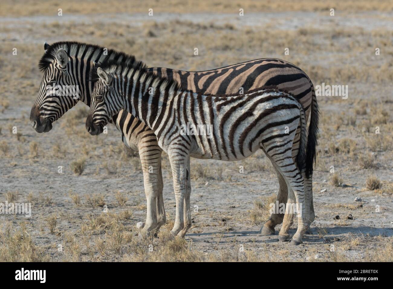 Two cute striped zebras mother and baby with curious muzzles on African ...