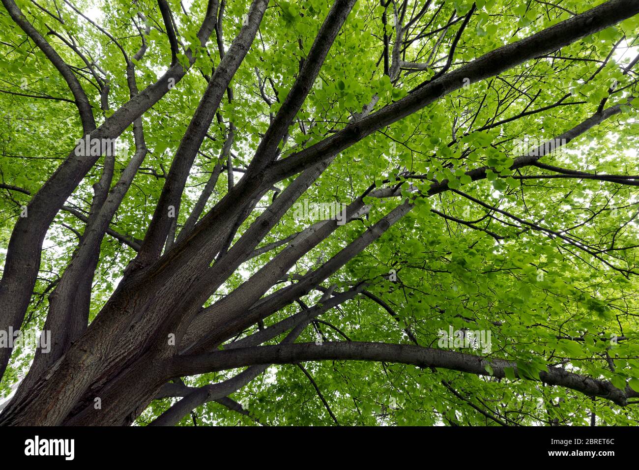 Green leaves branching limbs tree Stock Photo - Alamy