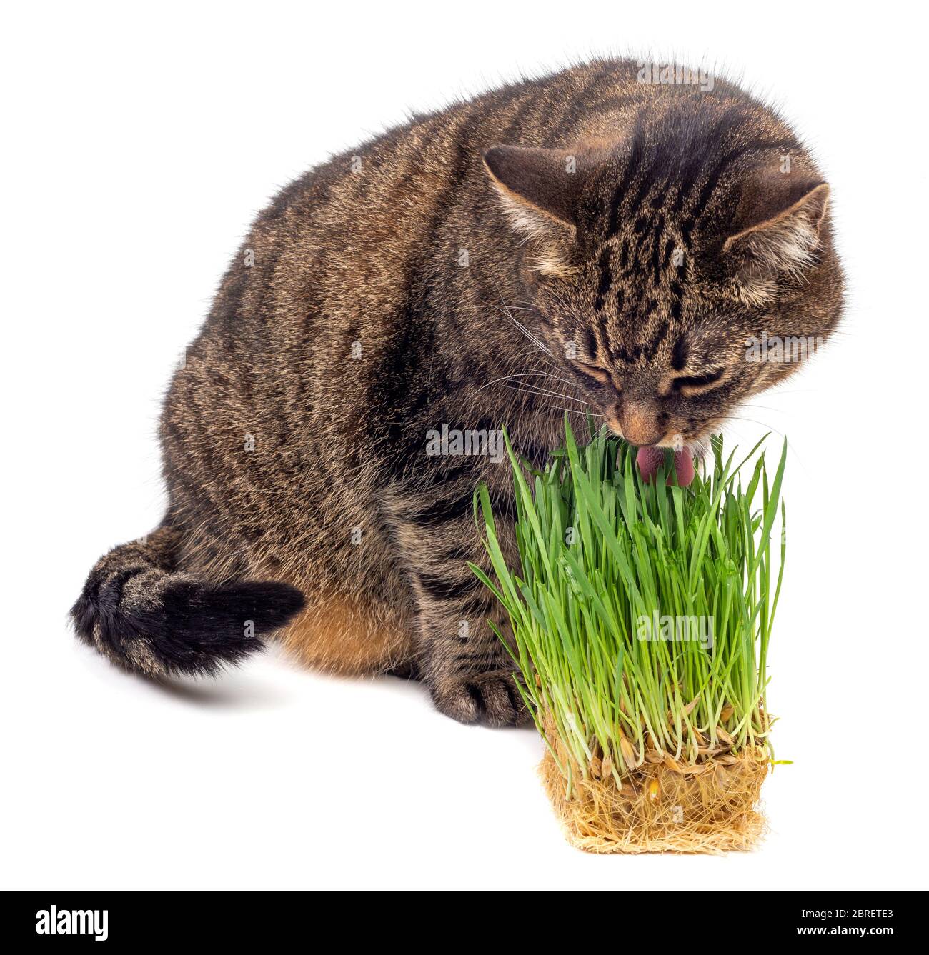 yellow eyed tabby cat eating fresh green oats sprouts close-up isolated ...