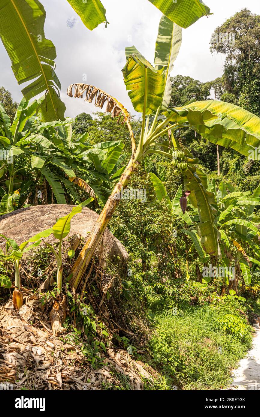 Real banana tree with bananas hi-res stock photography and images - Alamy