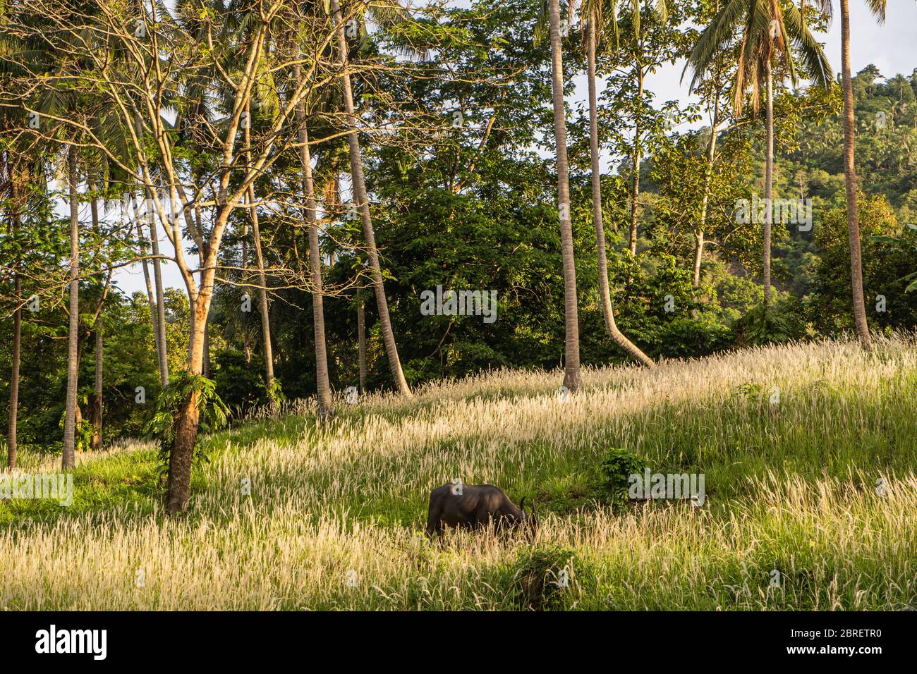 Albino bison hi-res stock photography and images - Alamy