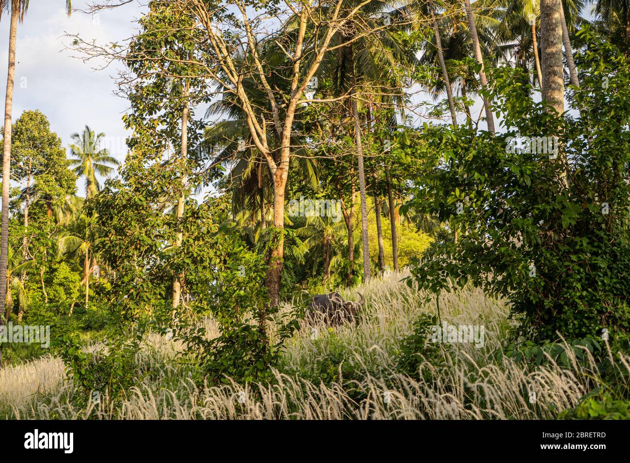 Albino bison hi-res stock photography and images - Alamy