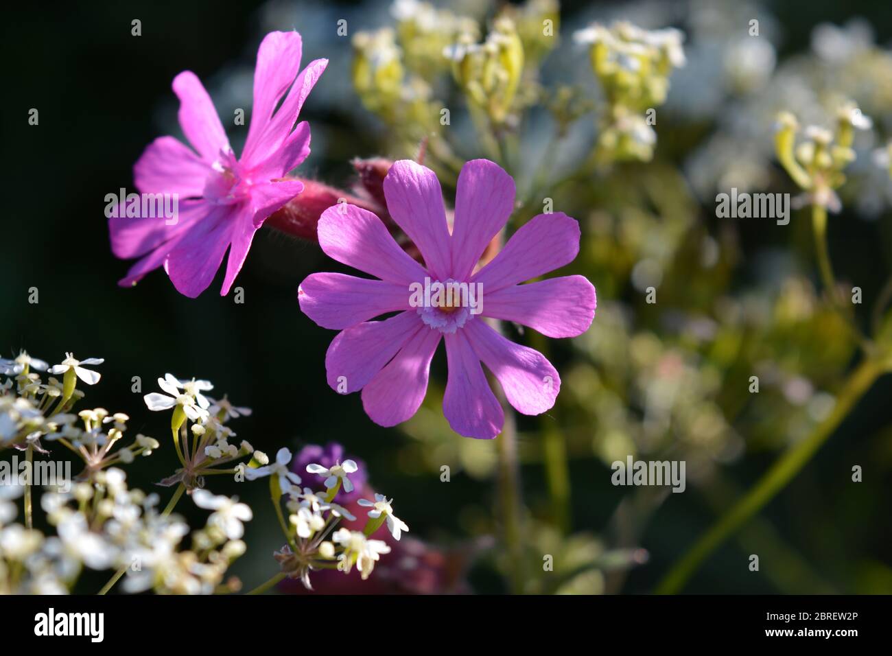 Pink campion flowers, also known as Silene x hampaena, with Cow parsley ...