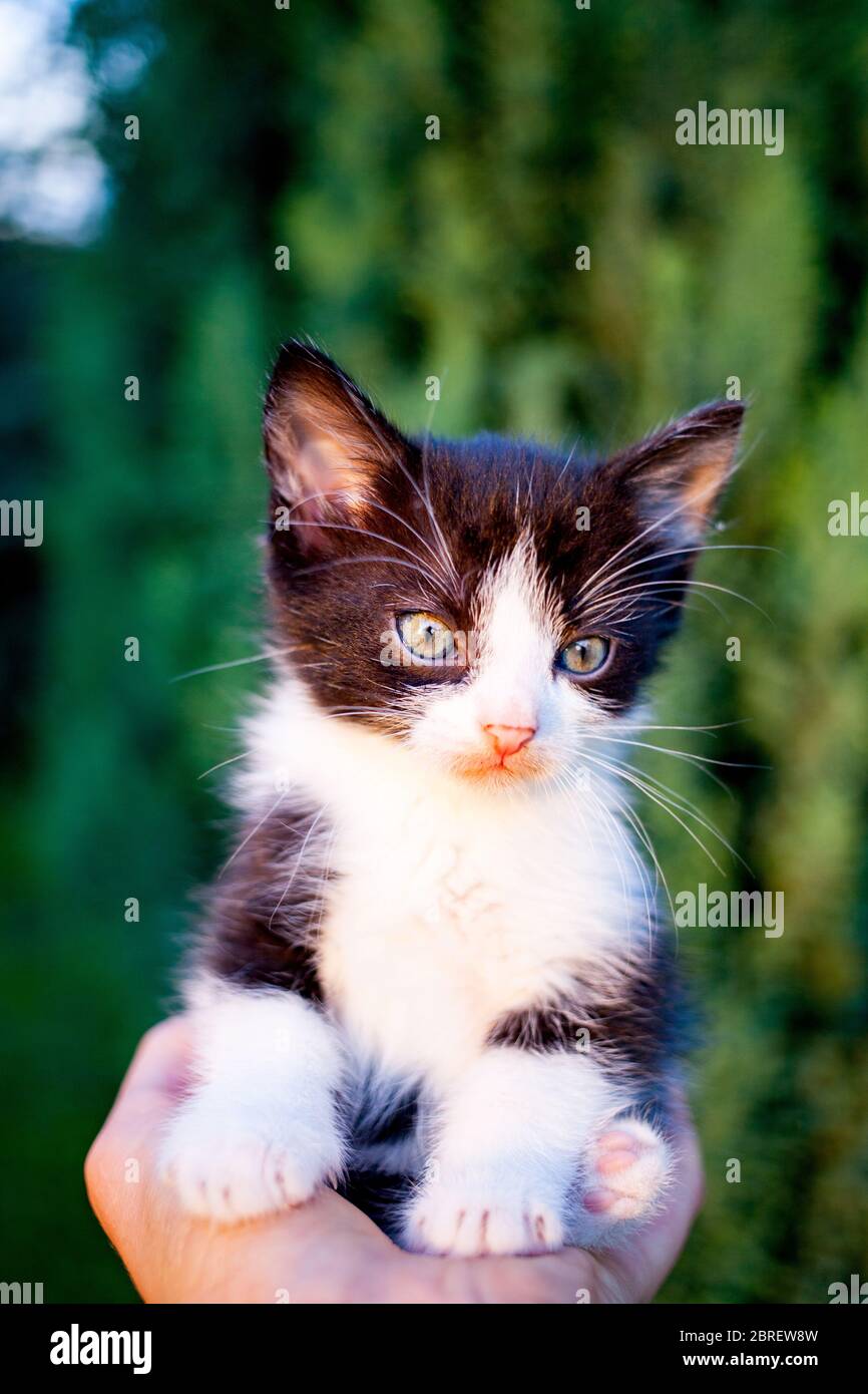 Human kitty hi-res stock photography and images - Alamy