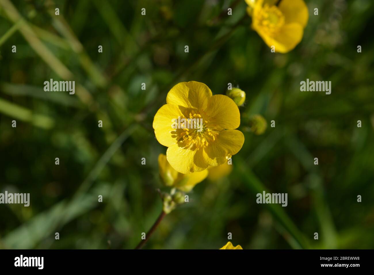 Bright yellow buttercup flower, also known as Ranunculus acris Stock ...