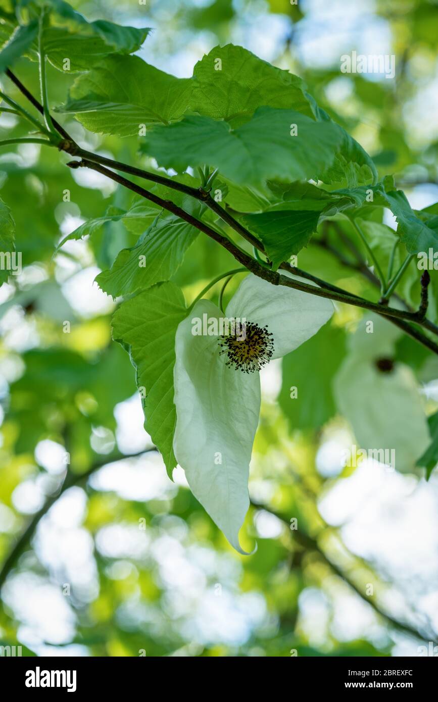 Macro photo of a white flower of a dove tree (Davidia involucrata) with ...
