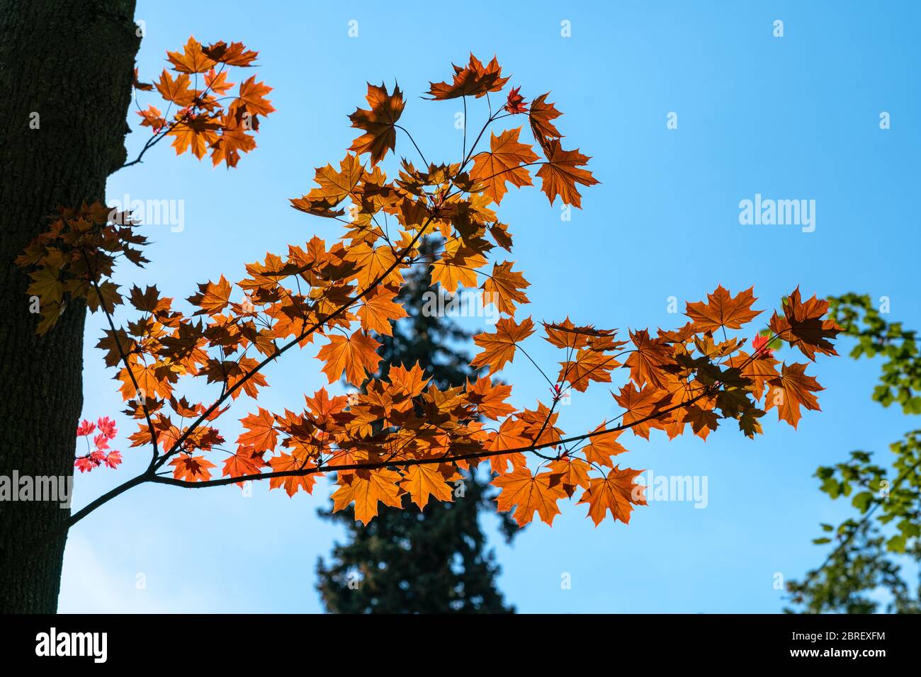 Fresh red maple leaves in spring sunshine with a blue sky and backlight ...