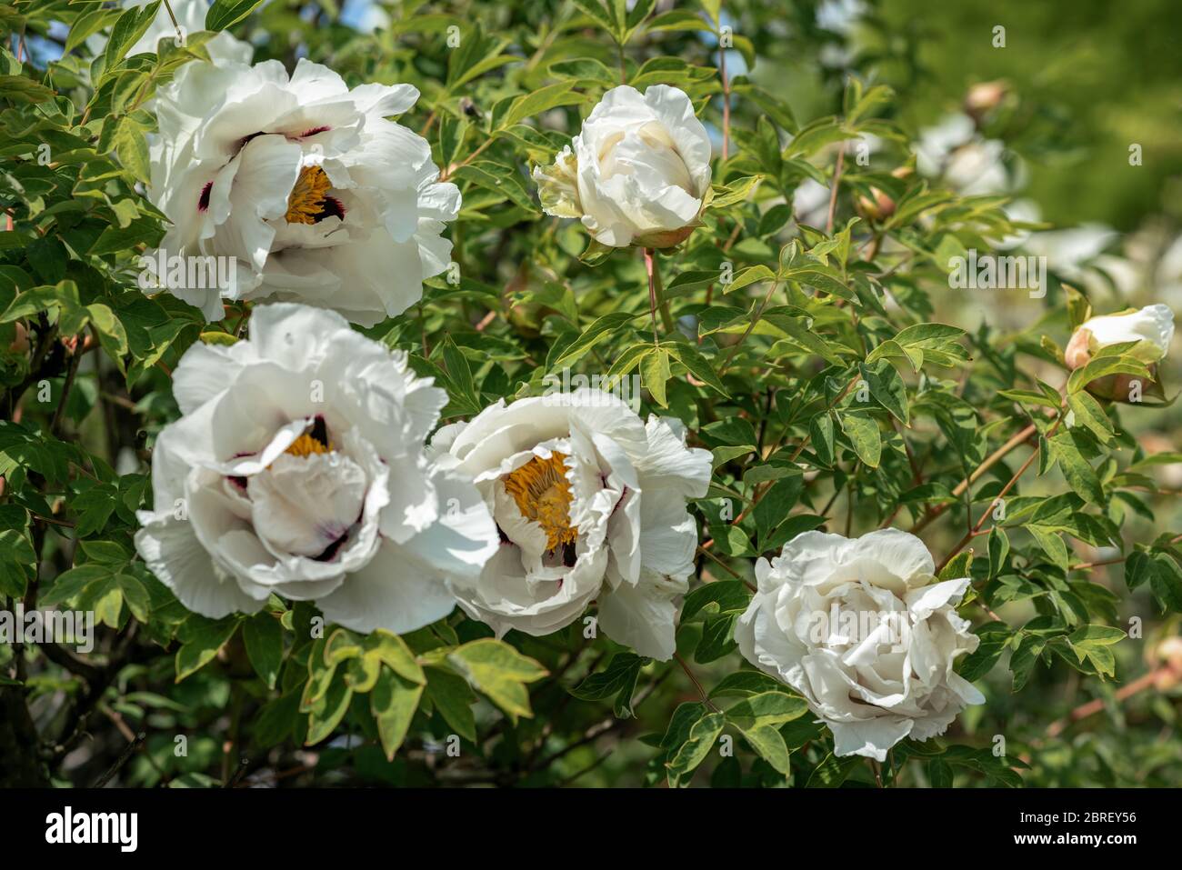 Flowers of a white Rocks peony (Paeonia rockii) in full bloom in bright ...