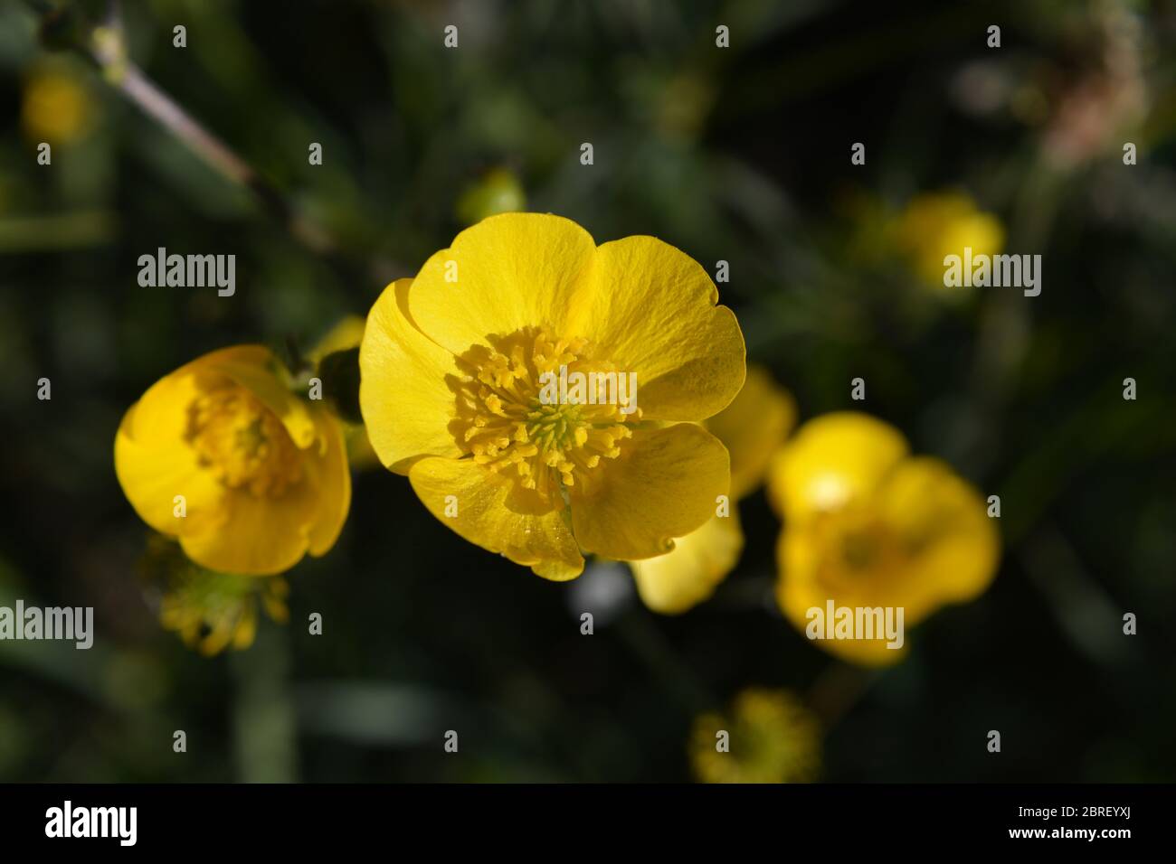 Bright yellow buttercup flowers, also known as Ranunculus Stock Photo ...