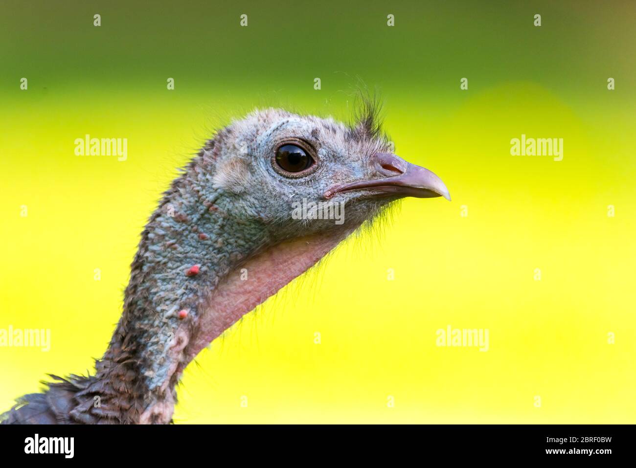 Closeup portrait of a wild turkey Stock Photo - Alamy