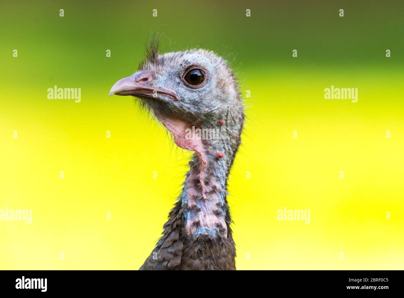 Beady Eyed Stare High Resolution Stock Photography and Images - Alamy