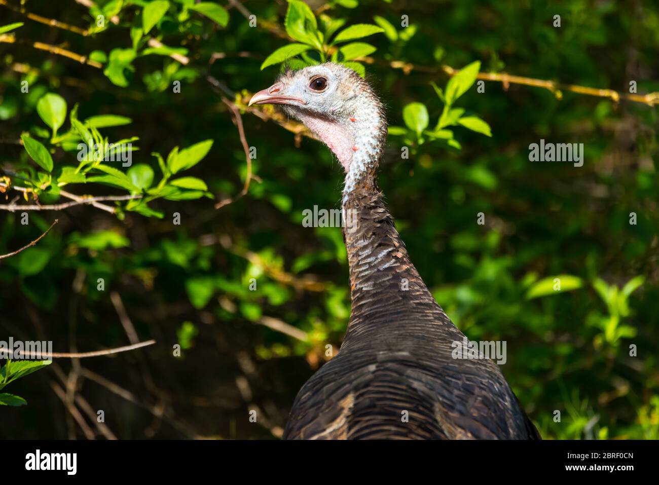 Profile of a Wild Turkey wandering through the trees Stock Photo - Alamy