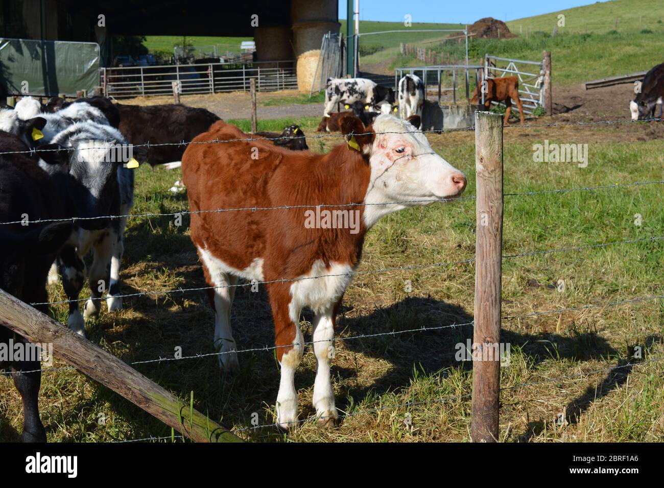 Calf with ringworm lesions on its head, a fungal skin infection caused ...