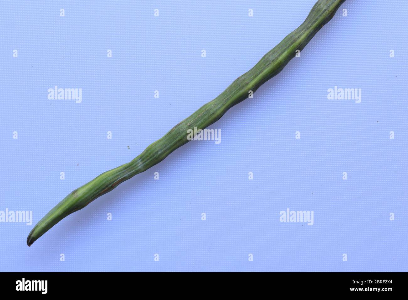 Drumstick Pods or Moringa Oleifera Poss Vegetable Isolated on White ...