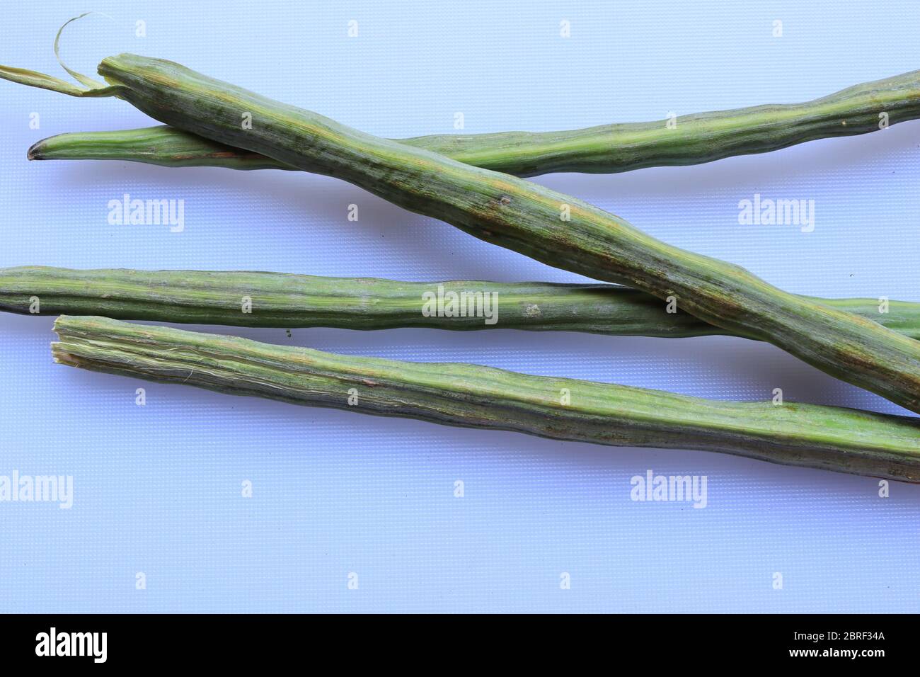 Drumstick Pods or Moringa Oleifera Poss Vegetable Isolated on White ...